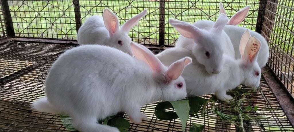 Rabbit Farming and Market Opportunities! - PACHAI BOOMI