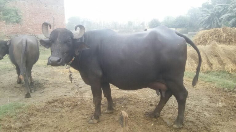 Top 10 Buffalo Breeds in India: Exploring the Pride of Indian Livestock ...